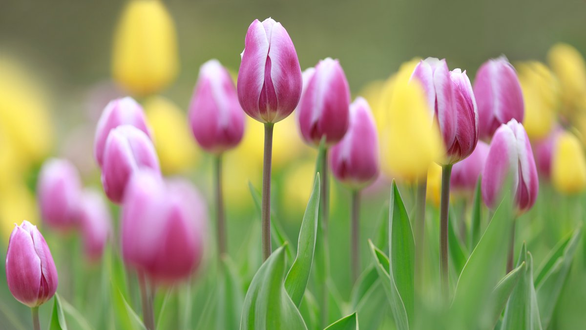 Blitz-Wachstum: Diese Blumen lassen alles andere alt aussehen